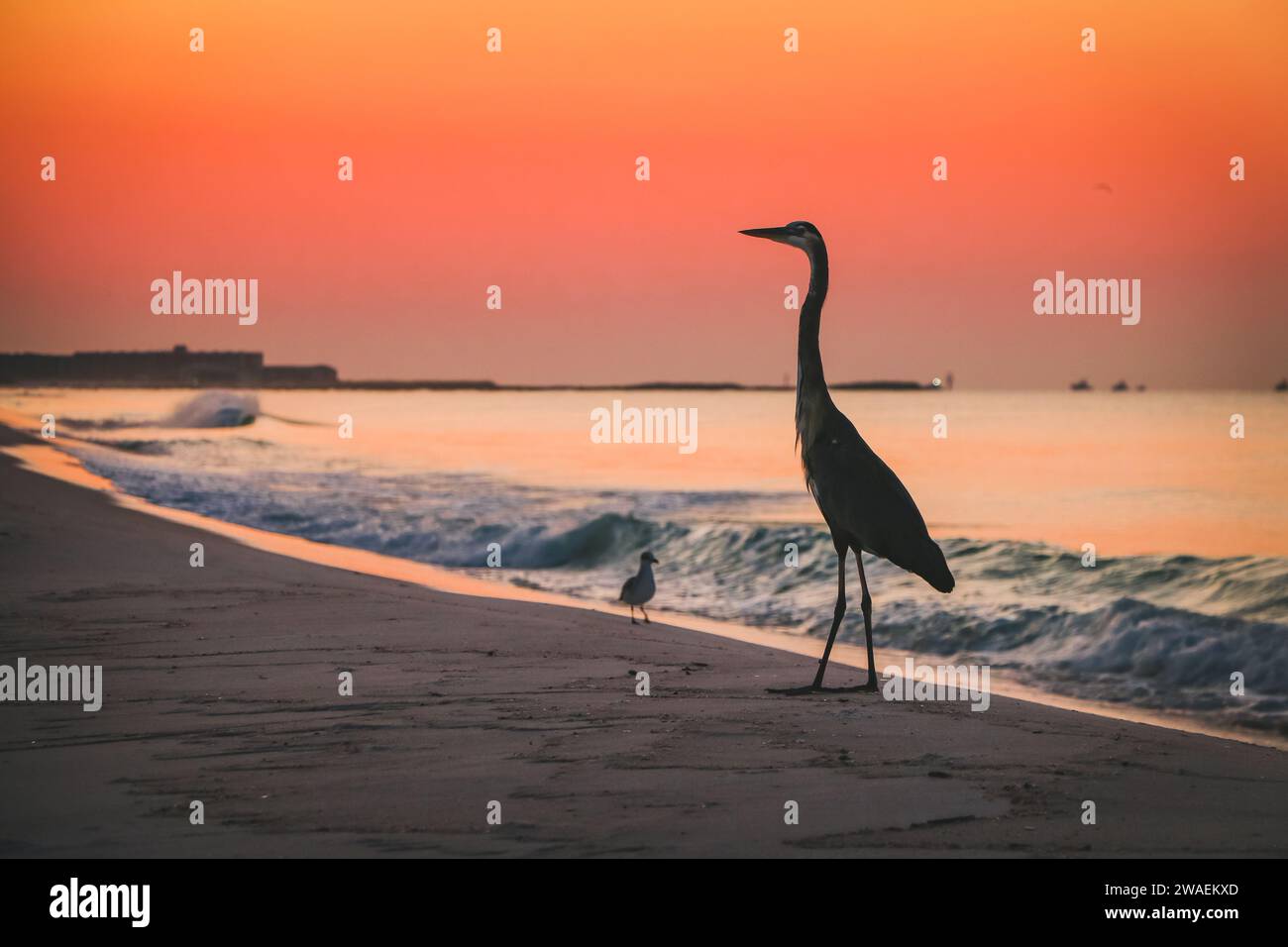 A bird perched atop a sandy beach in Destin, Florida during the summer ...