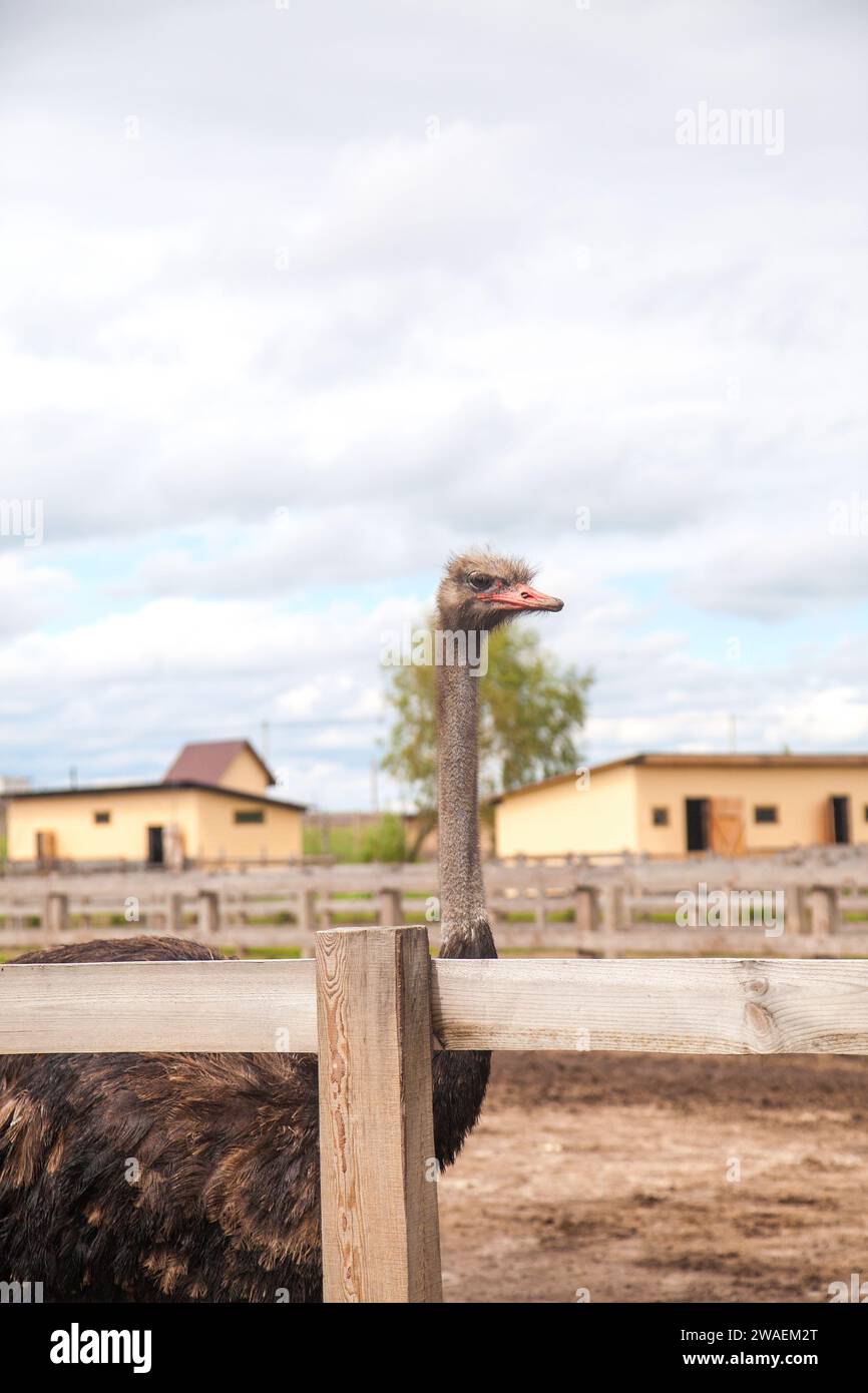 Close up view of Common Ostrich - Struthio camelus is a species of ...