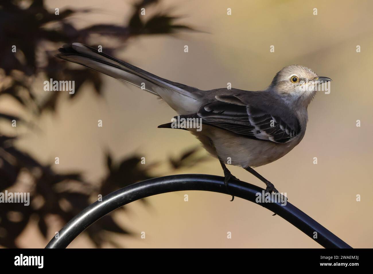 Perchedonwire hi-res stock photography and images - Alamy