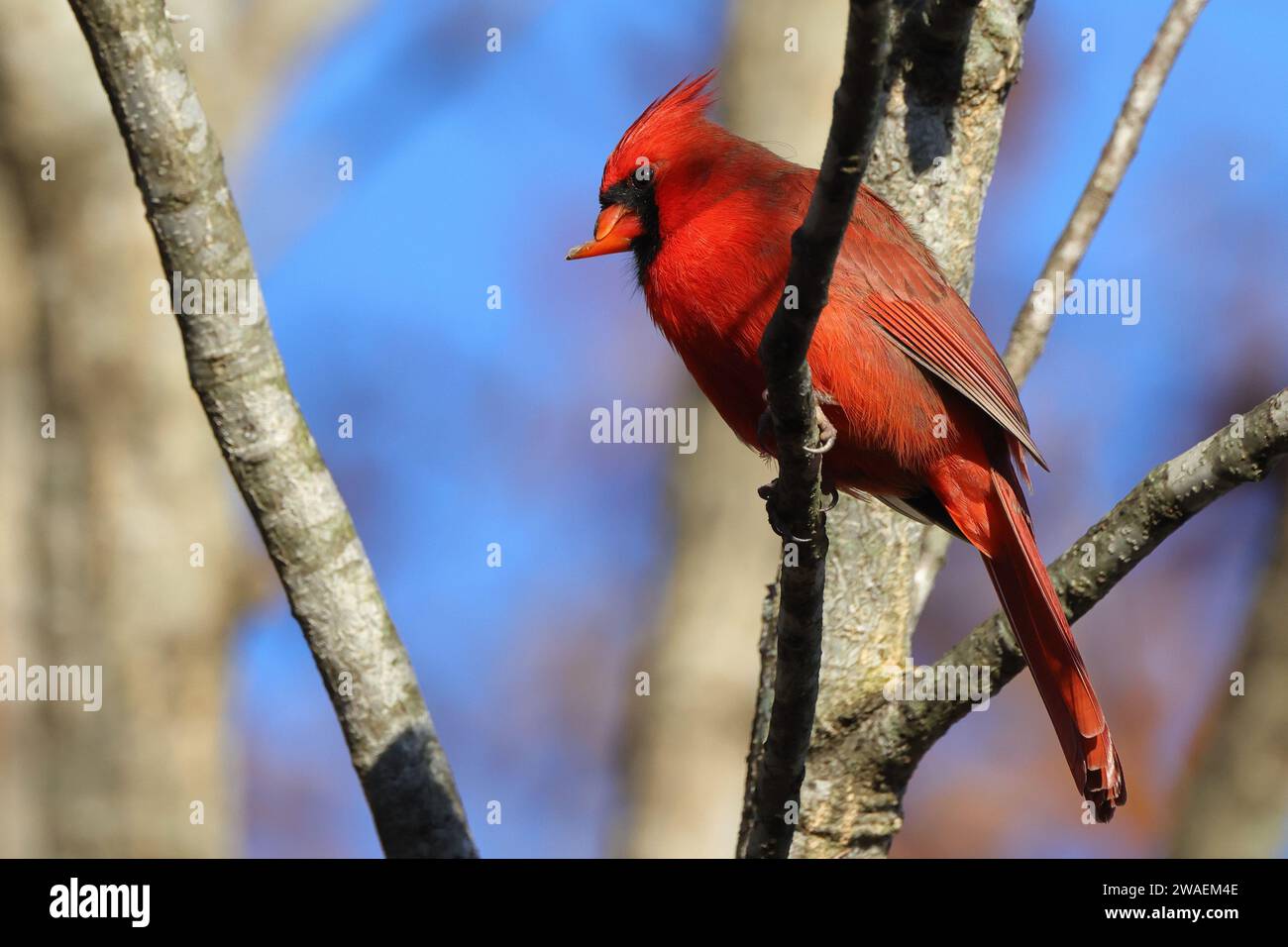 A vibrant red Northern Cardinal perched atop a tree branch, beak open ...