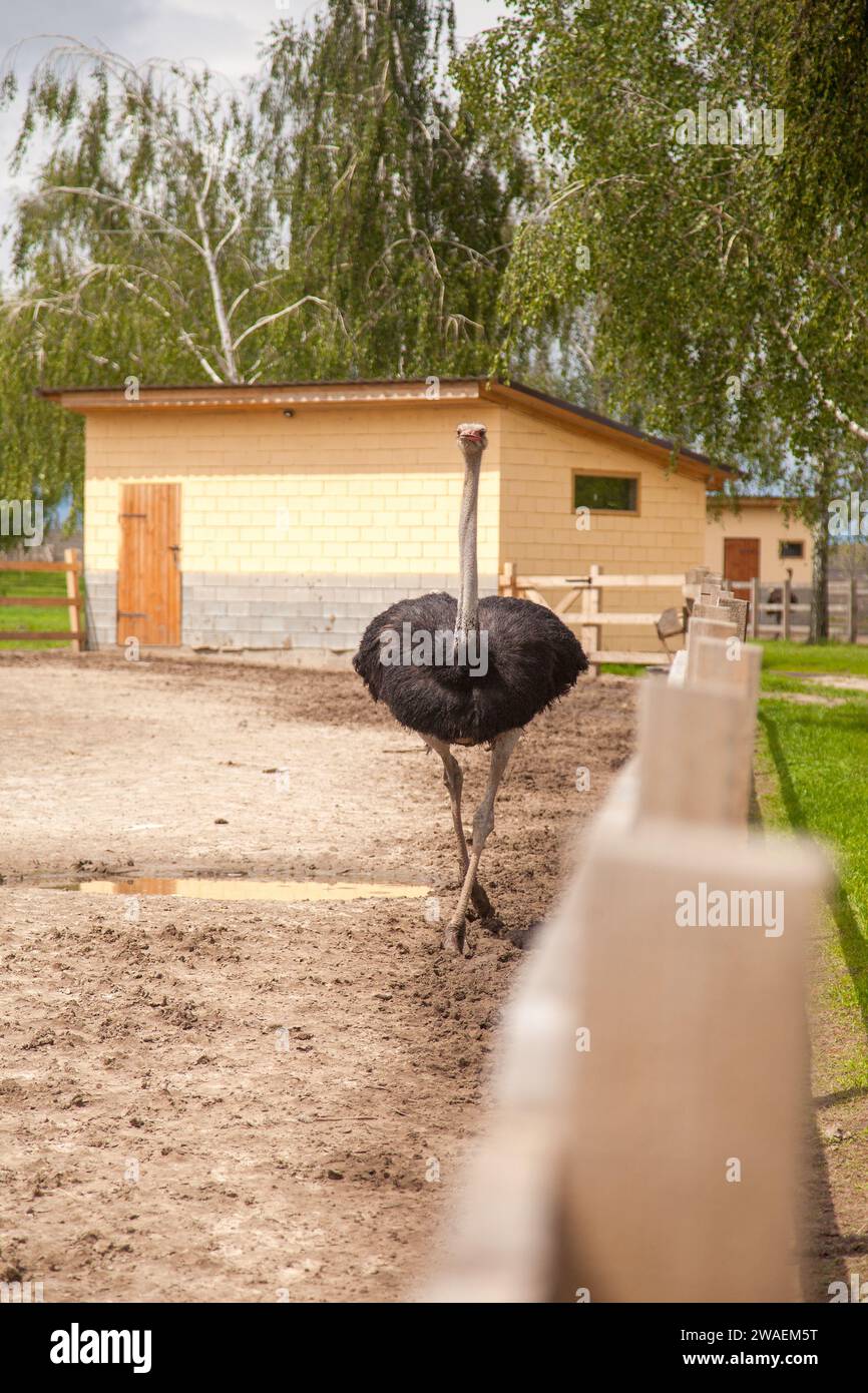 Common Ostrich - Struthio camelus is a species of flightless bird ...