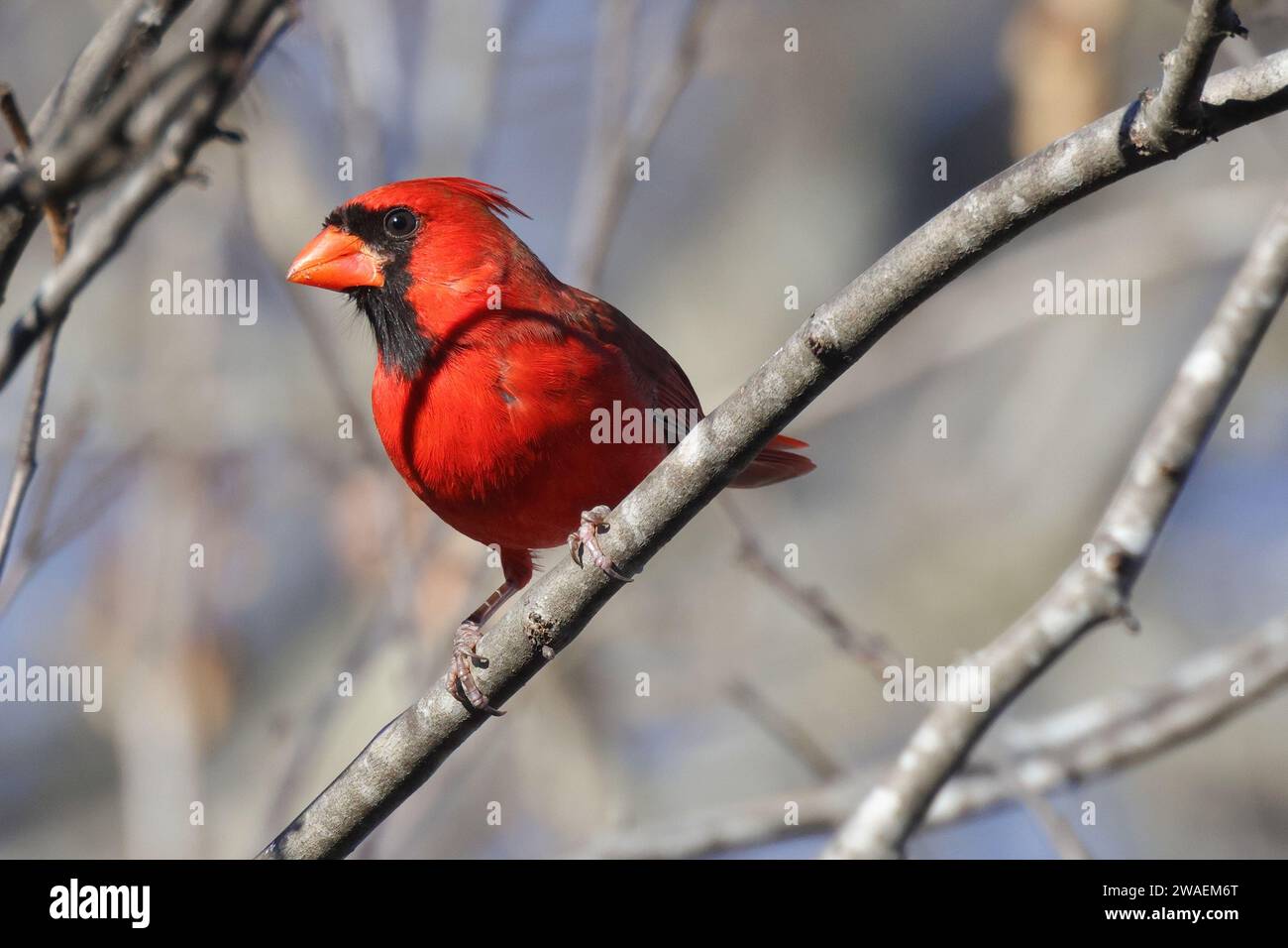 A vibrant red Cardinal bird perched atop a barren branch of a tree ...
