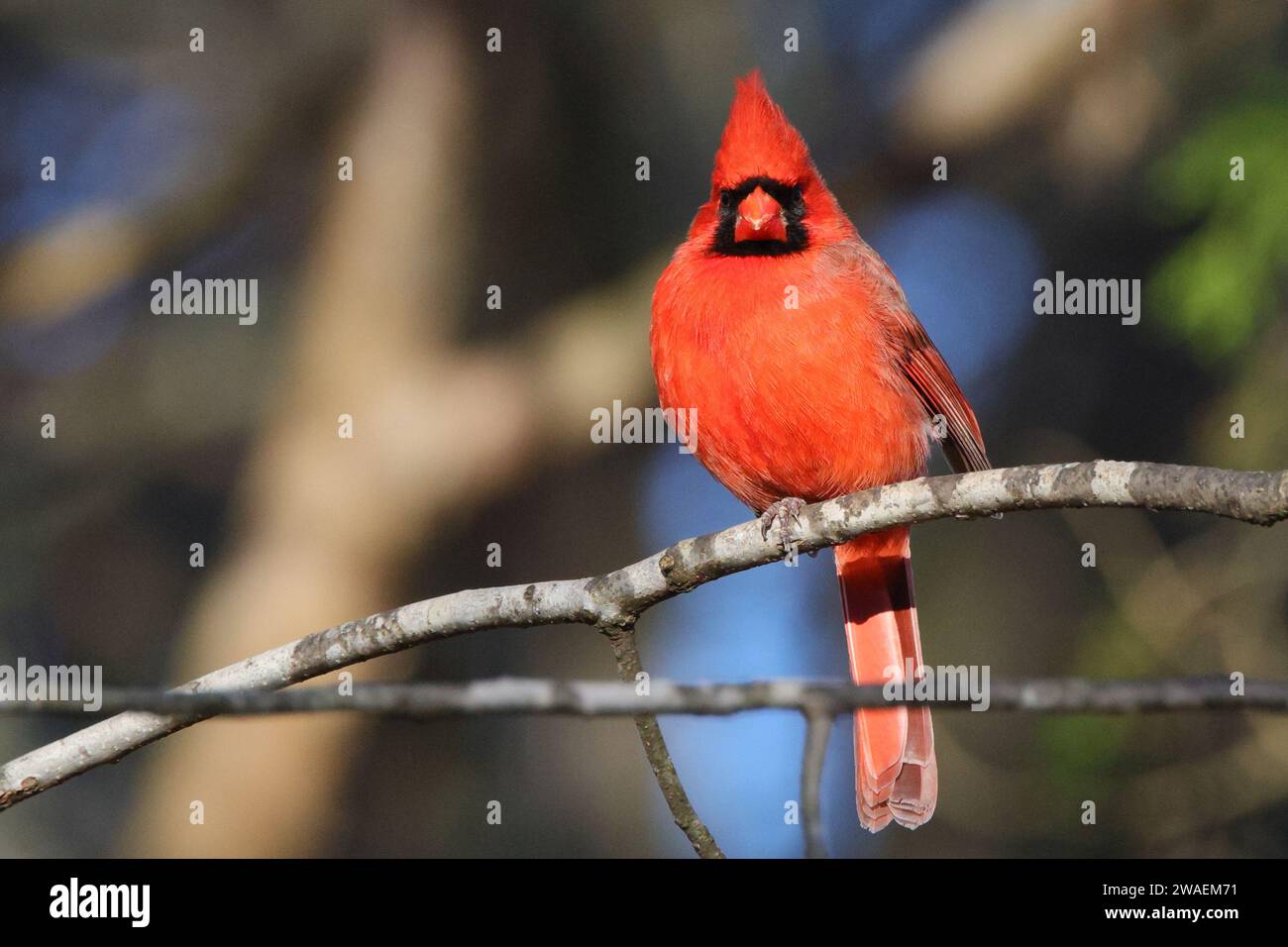 A vibrant red-feathered cardinal perched atop a sturdy tree branch ...