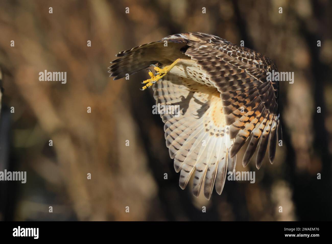 A majestic hawk soars through the sky near a landscape of trees and ...