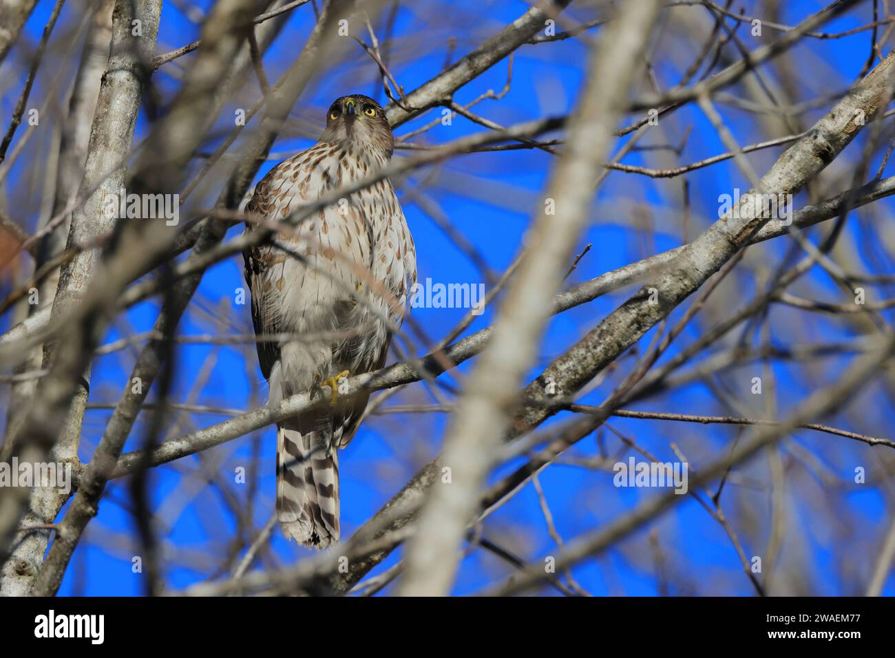 A gray-feathered bird perched atop a stark, barren tree branch ...