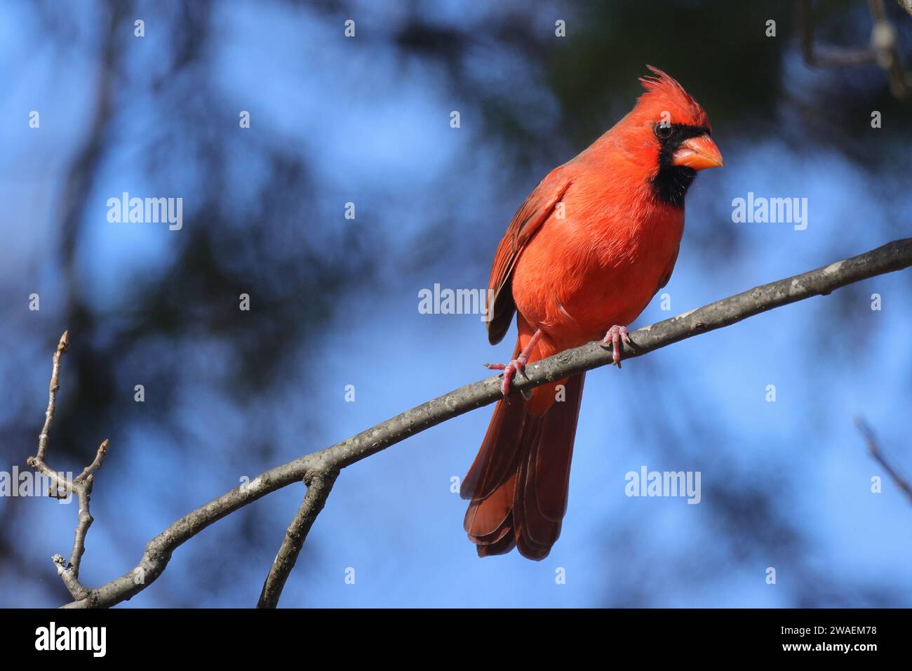 Brilliant red feathers hi-res stock photography and images - Alamy