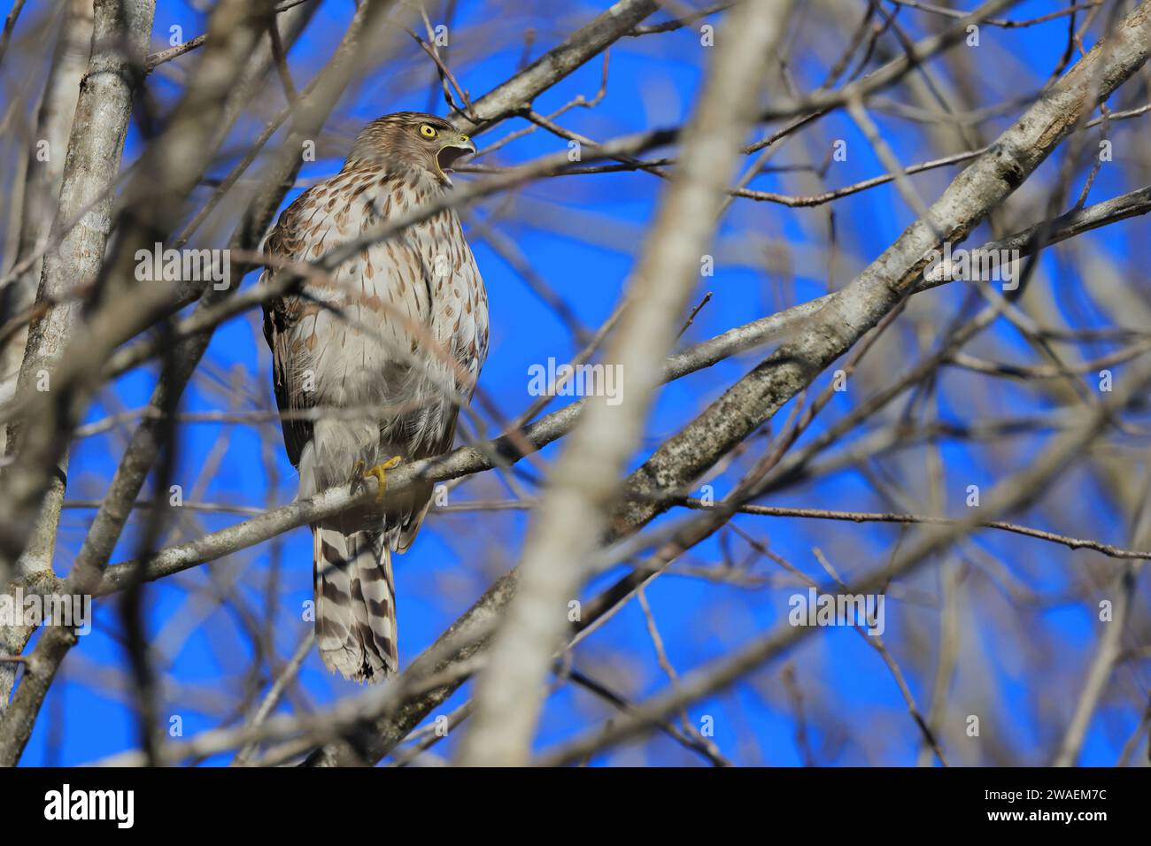 An avian creature standing atop a tree branch, surrounded by vegetation ...