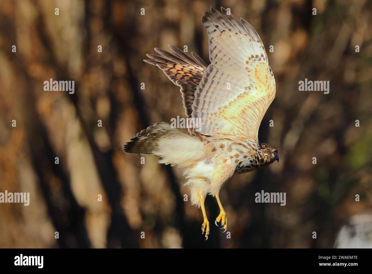 A small bird in flight soaring through a natural landscape featuring ...
