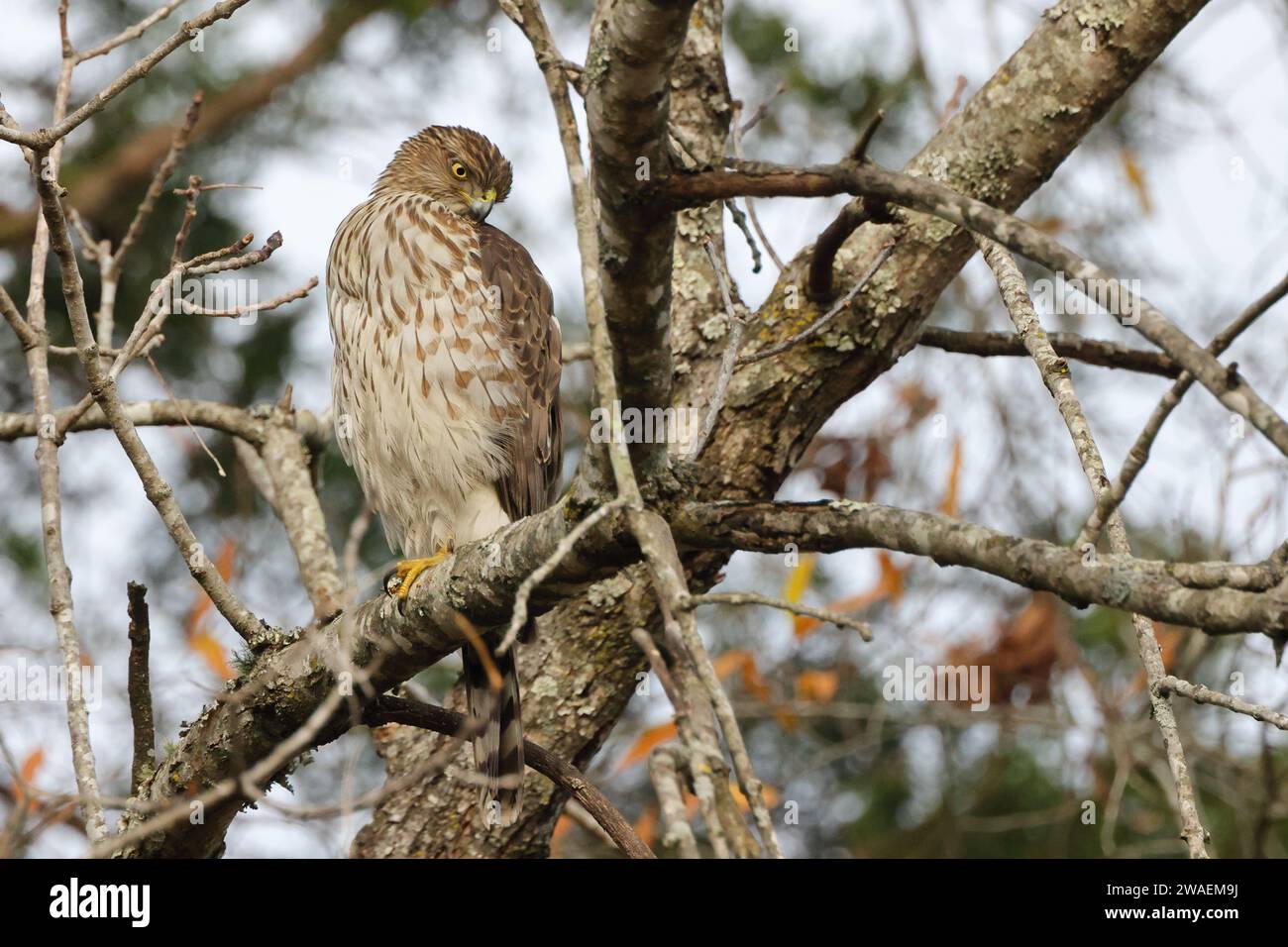 A hawk perches on a tree branch, its talons tucked in close to its body ...