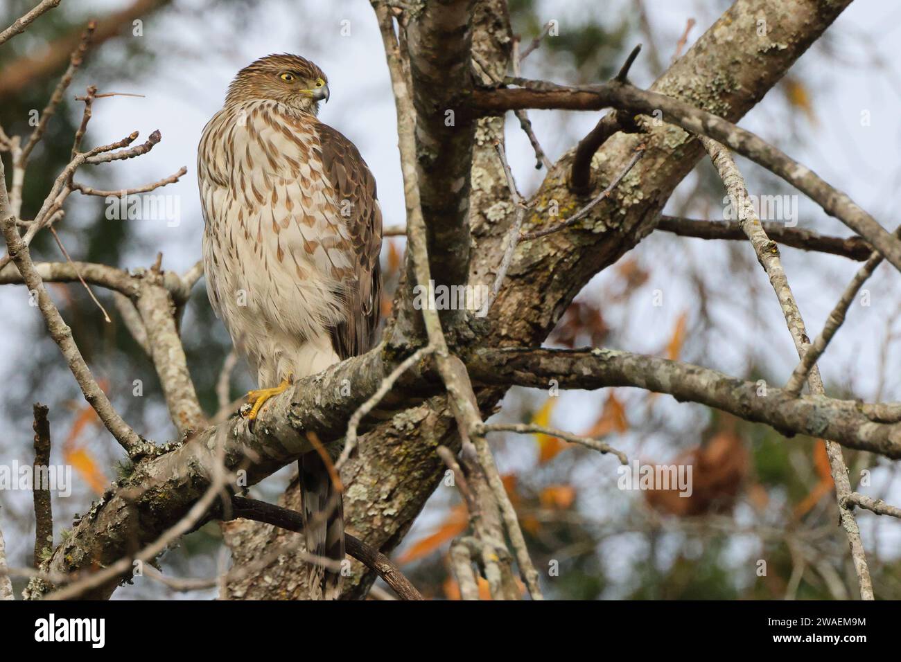 A majestic hawk perched atop a lush green tree branch with a bright ...