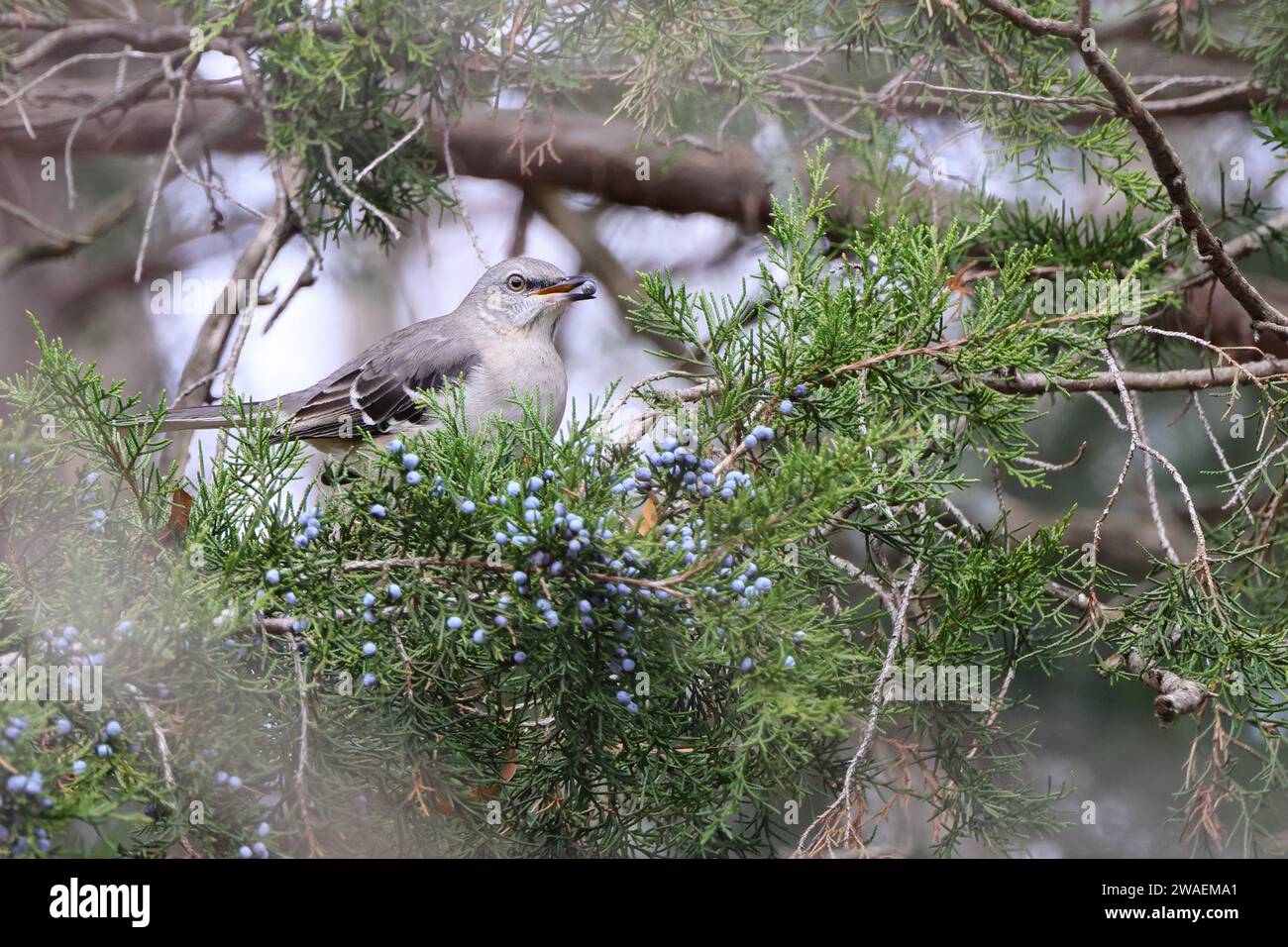 Pine tree berries hi-res stock photography and images - Alamy