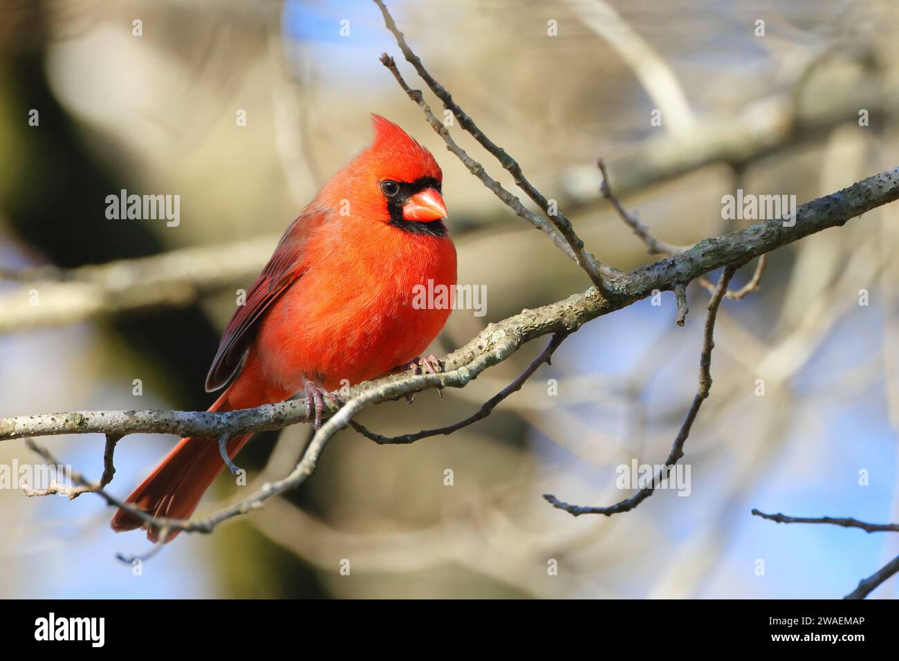Cardinal bird silhouette hi-res stock photography and images - Alamy