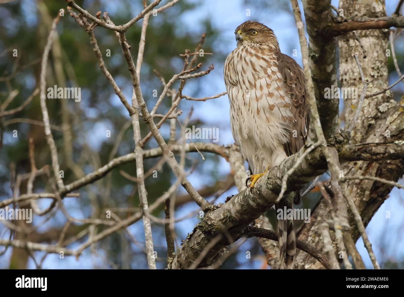 Forest aviary perched in a tree hi-res stock photography and images - Alamy