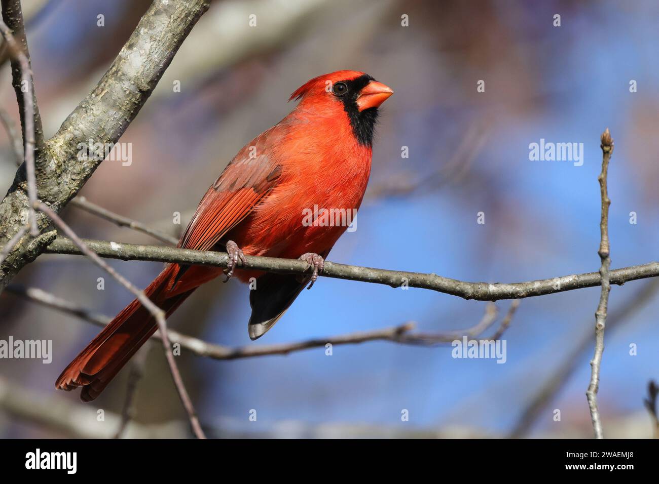 Cardinal bird silhouette hi-res stock photography and images - Alamy