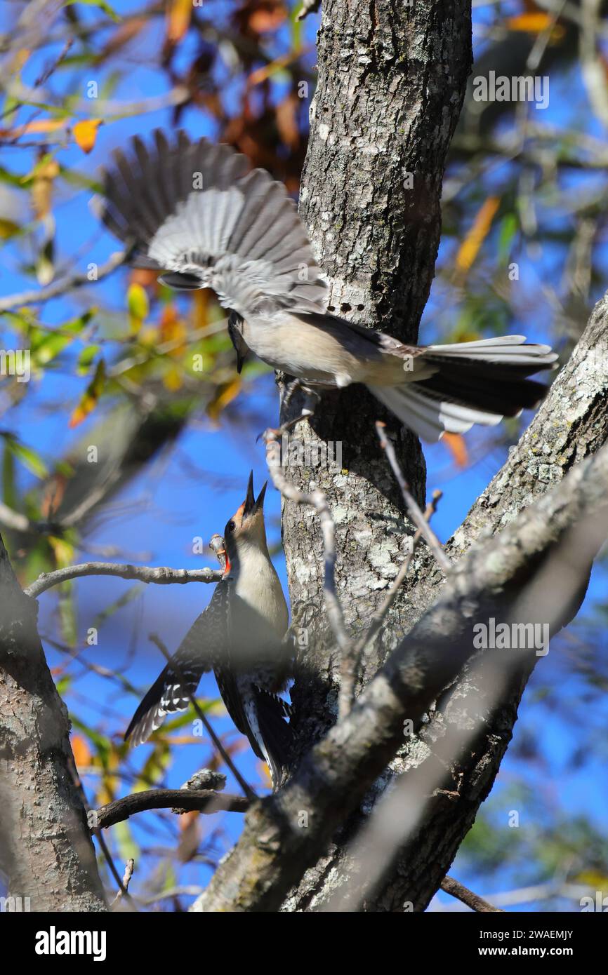 A solitary bird soaring against a backdrop of a dead tree branch below ...