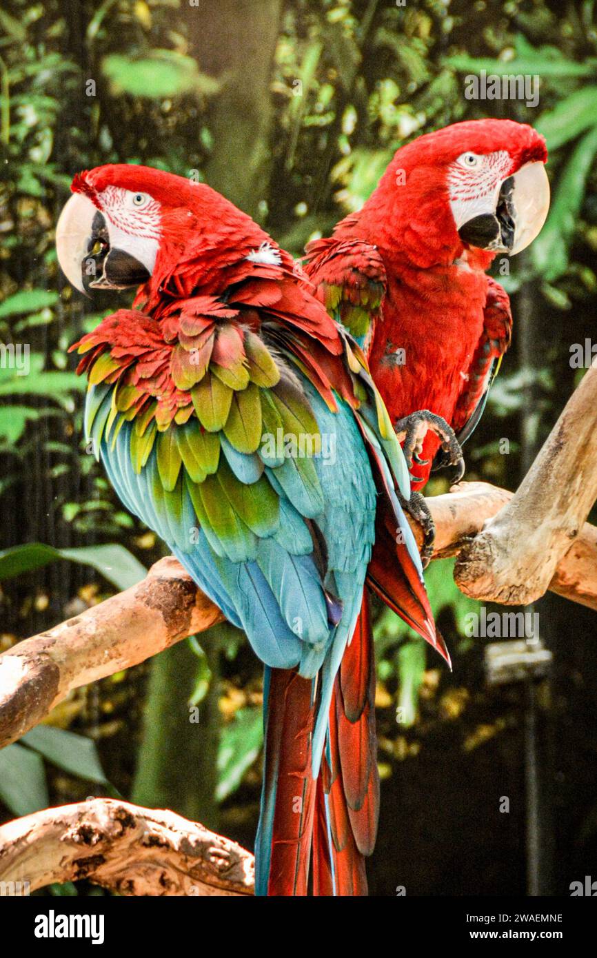 The two macaws perched side by side on a leafy tree branch Stock Photo ...
