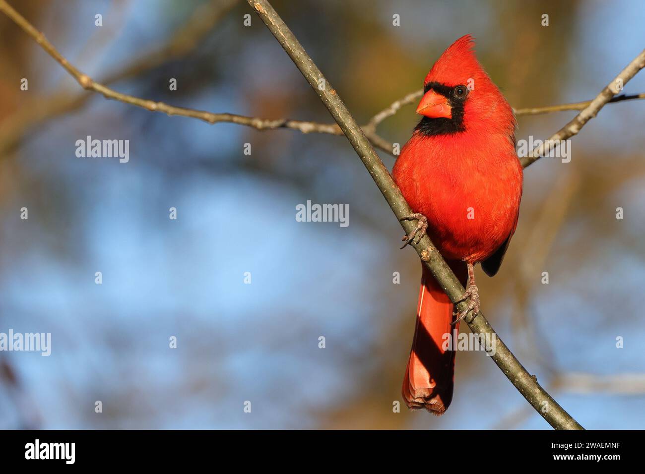 A beautiful male cardinal perched atop a branch of a leafy tree next to ...