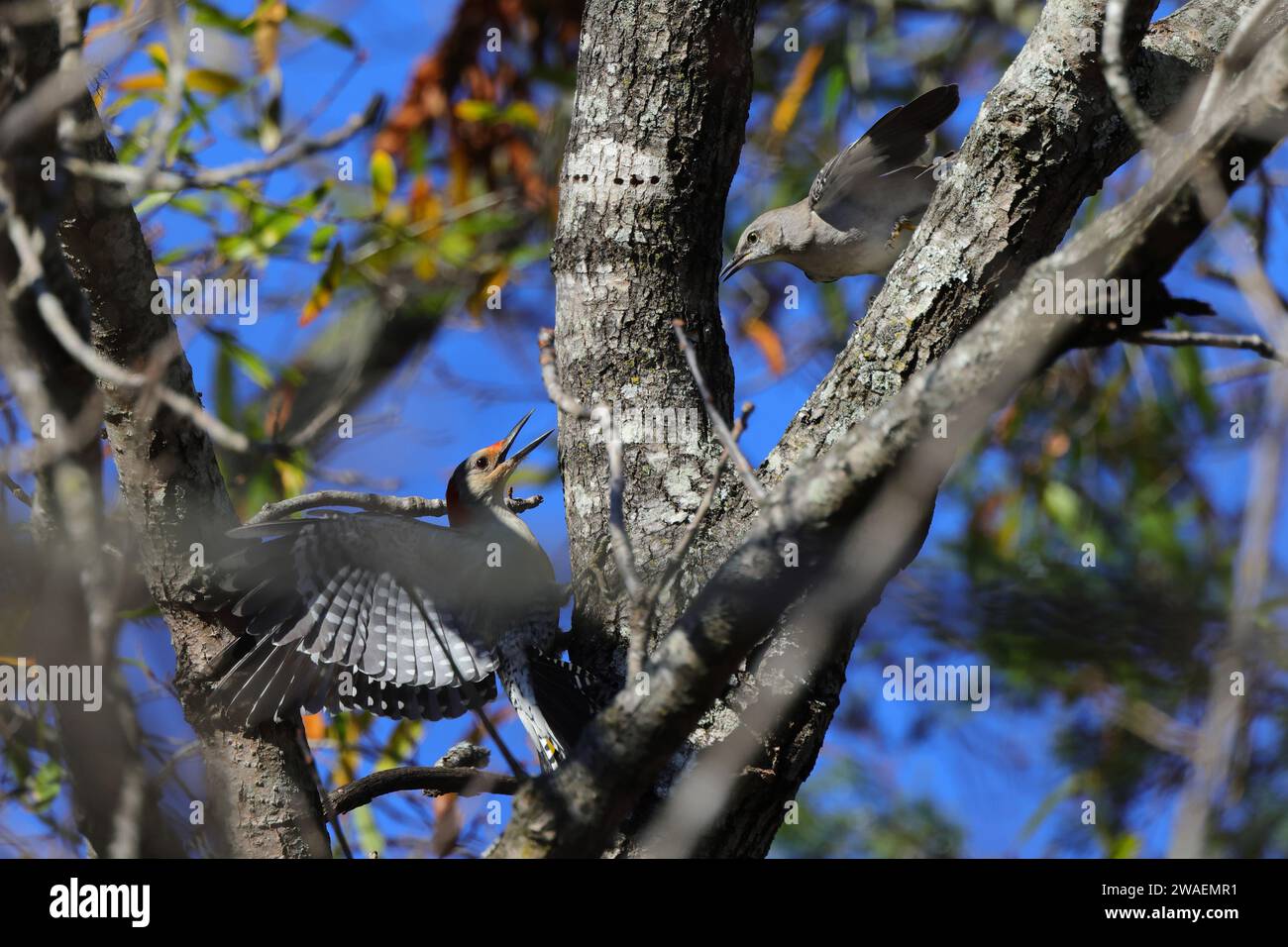 Shade of large evergreen tree hi-res stock photography and images - Alamy