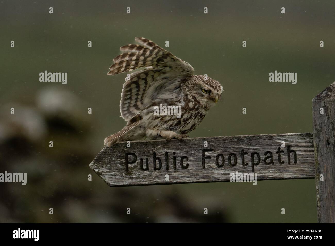 A little Owl in the rain spreading wings on a public footpath sign in ...