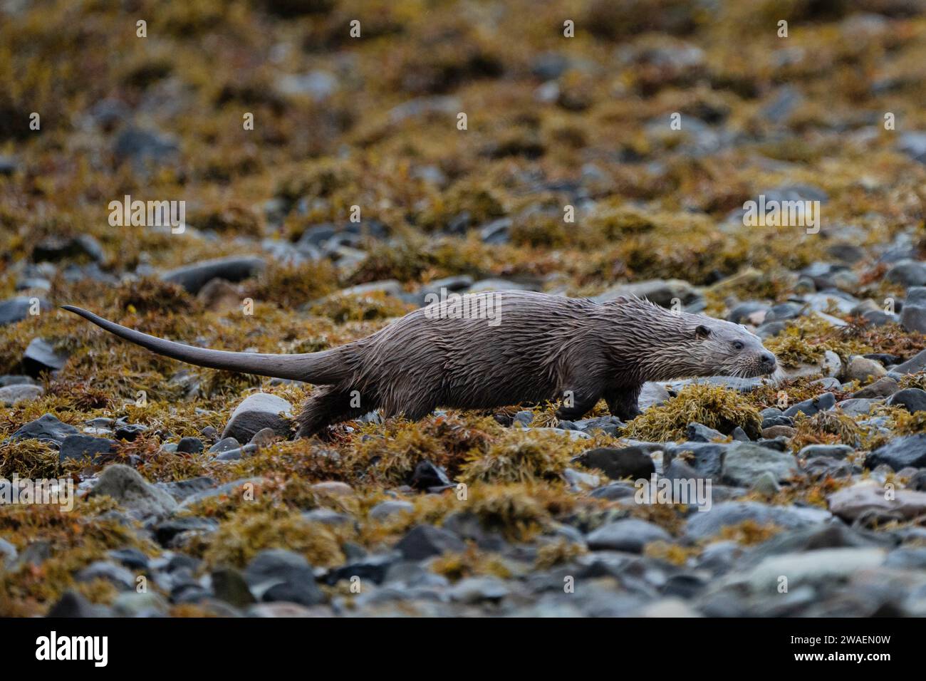 A Eurasian River Otter from the isle of Mull, Scotland running along ...