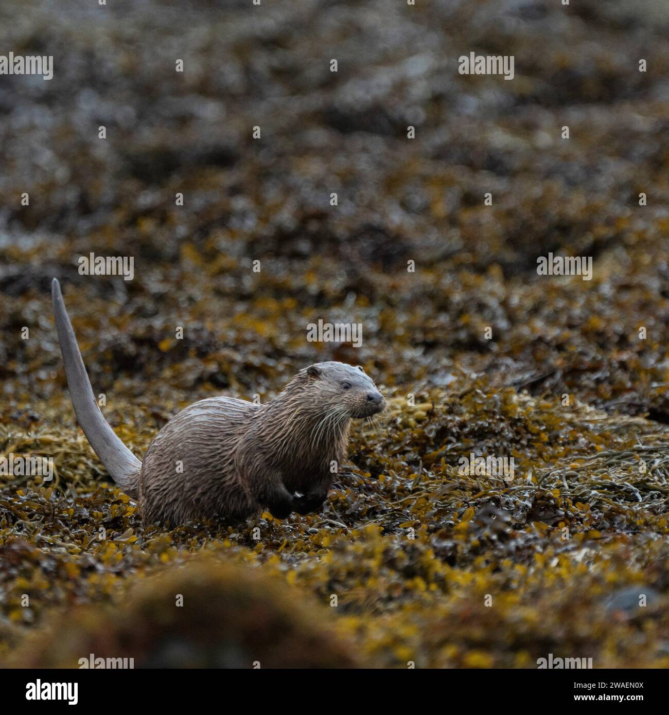 A Eurasian River Otter from the isle of Mull, Scotland running along ...