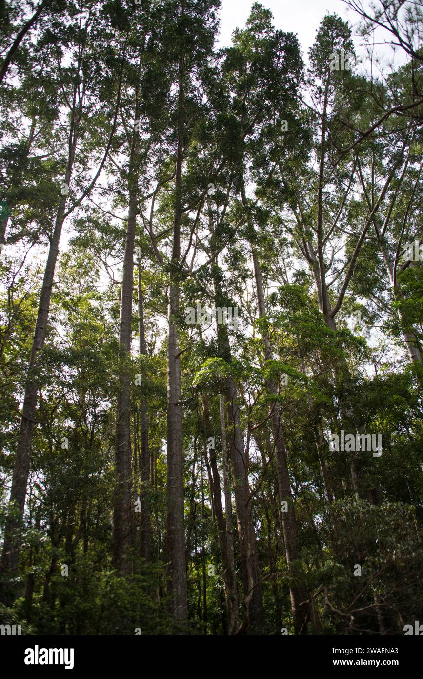 Lush dense green jungle trees hi-res stock photography and images - Alamy