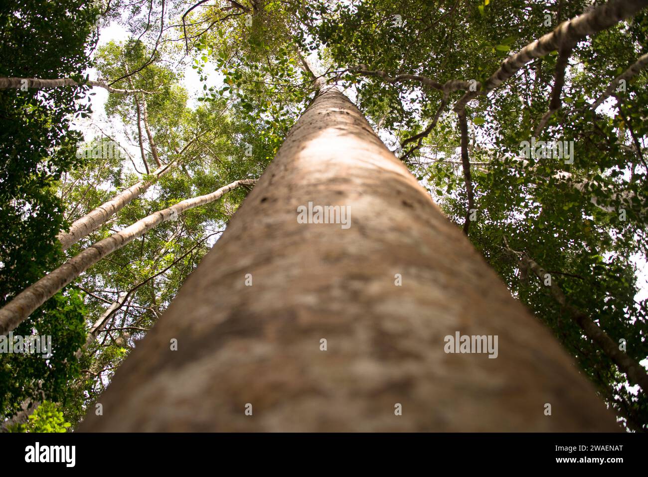 Dense low forest hi-res stock photography and images - Alamy