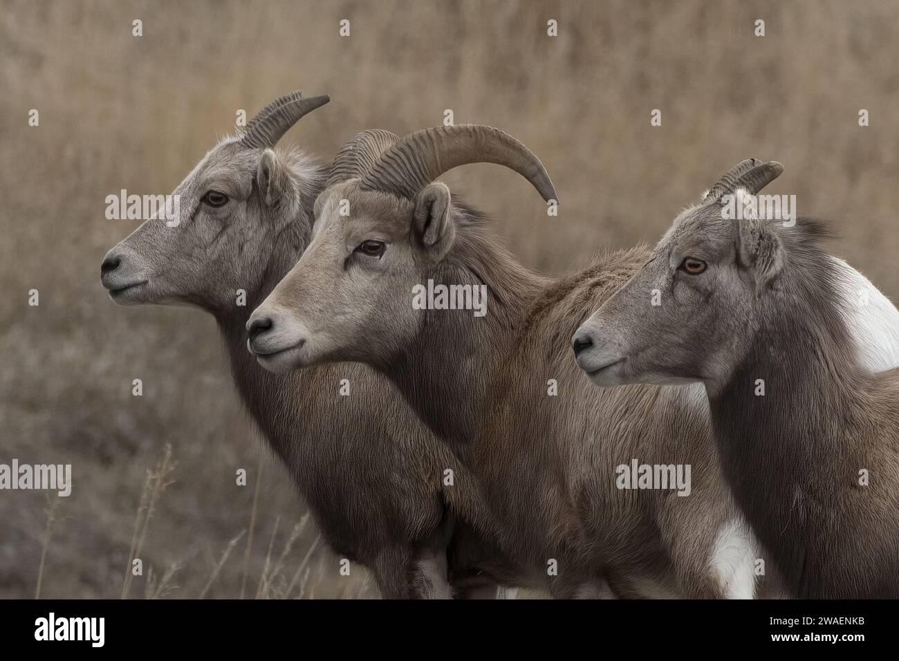 The three big horn sheep standing side by side in profile in the rugged ...