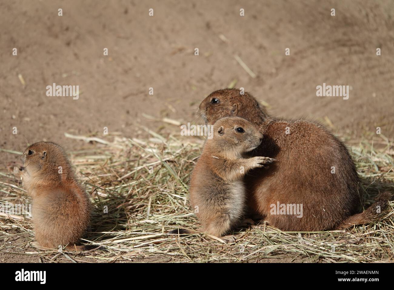 Prairie dogs of all ages, including babies, in a burrowing exhibit ...