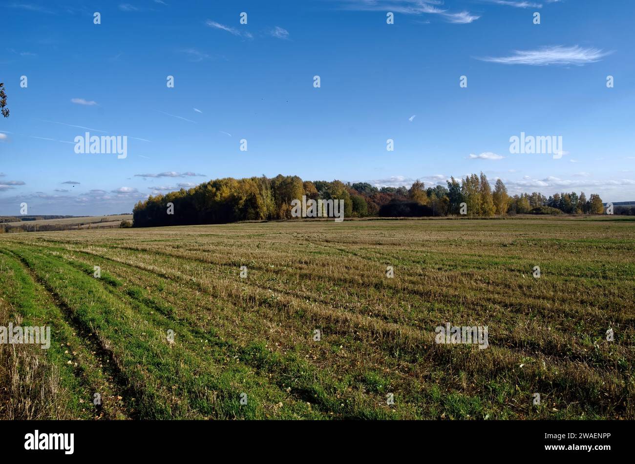 Wheat crop russia hi-res stock photography and images - Alamy