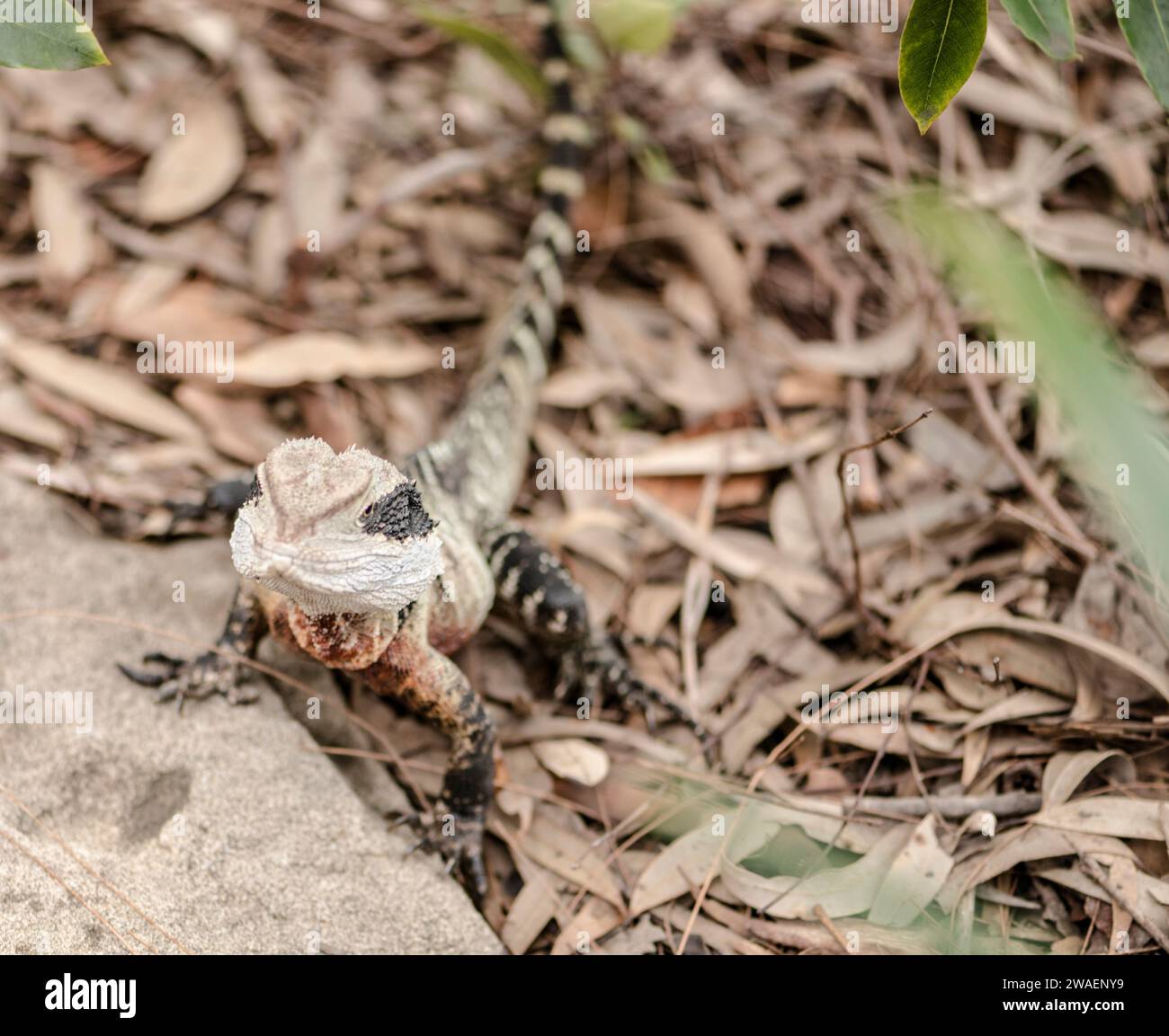 Dried lizard hi-res stock photography and images - Alamy