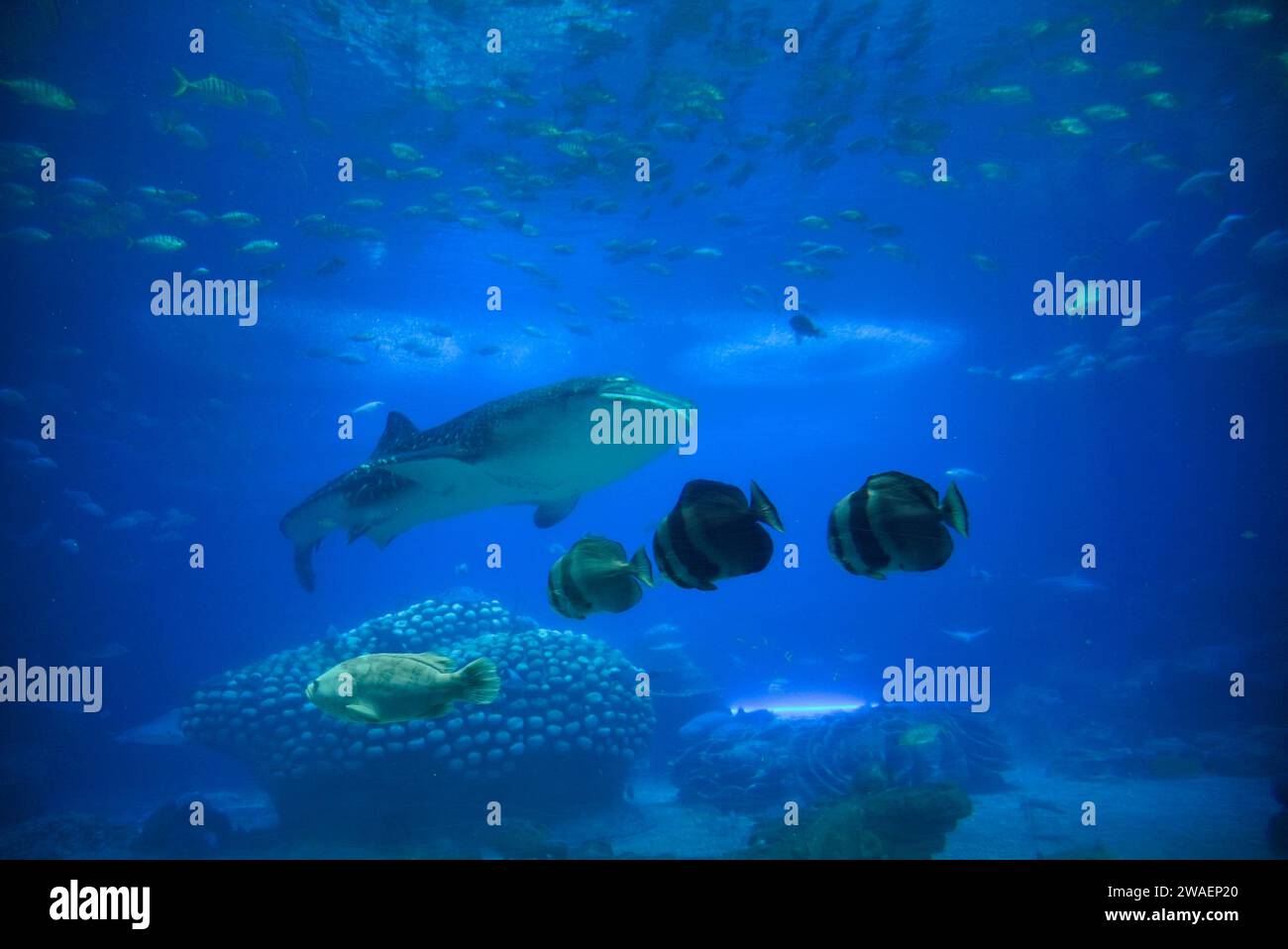 Observe underwater life hi-res stock photography and images - Alamy
