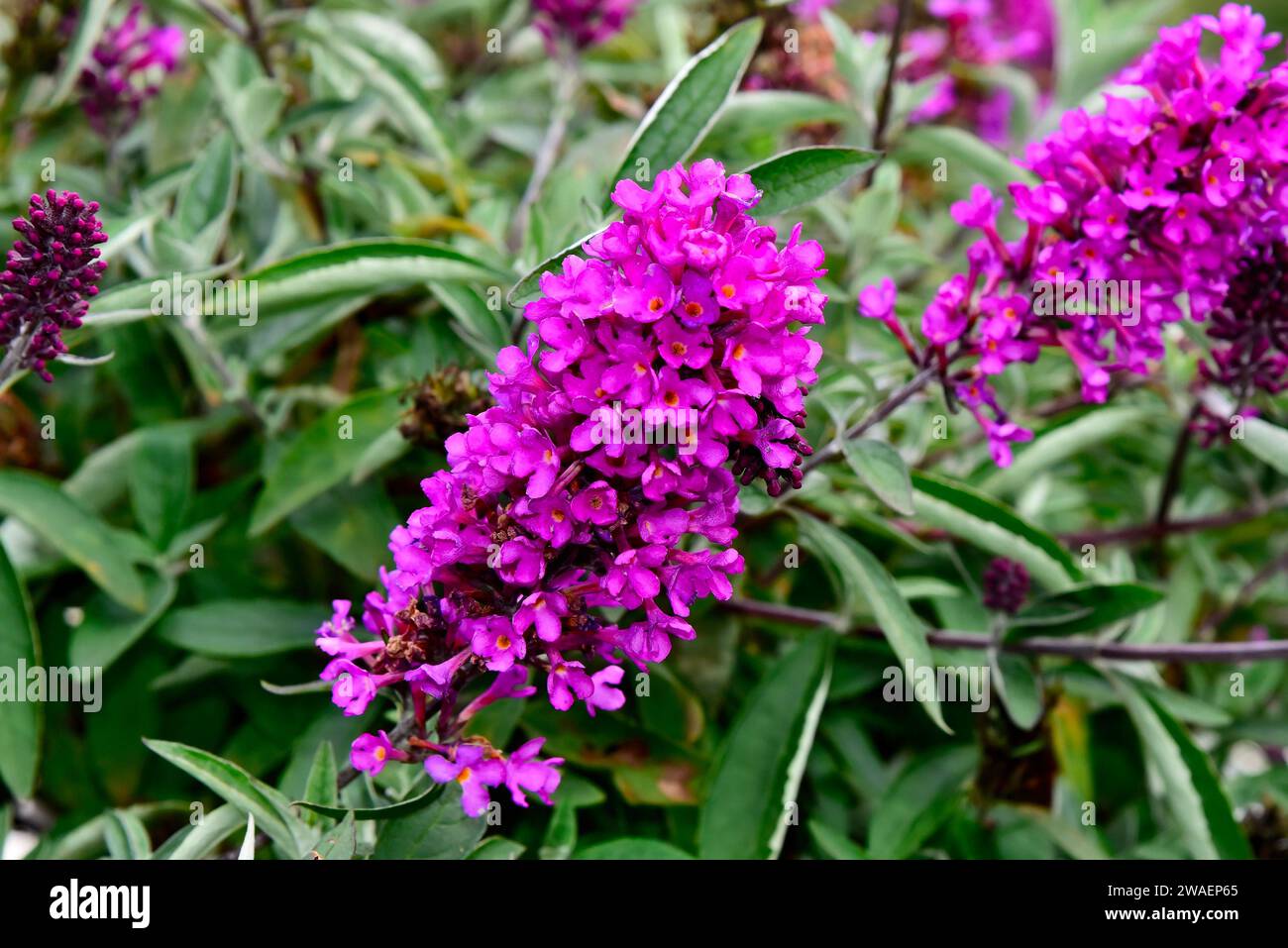 A closeup of Buddleia Flutterby Petite 'Tutti Frutti in a garden Stock ...