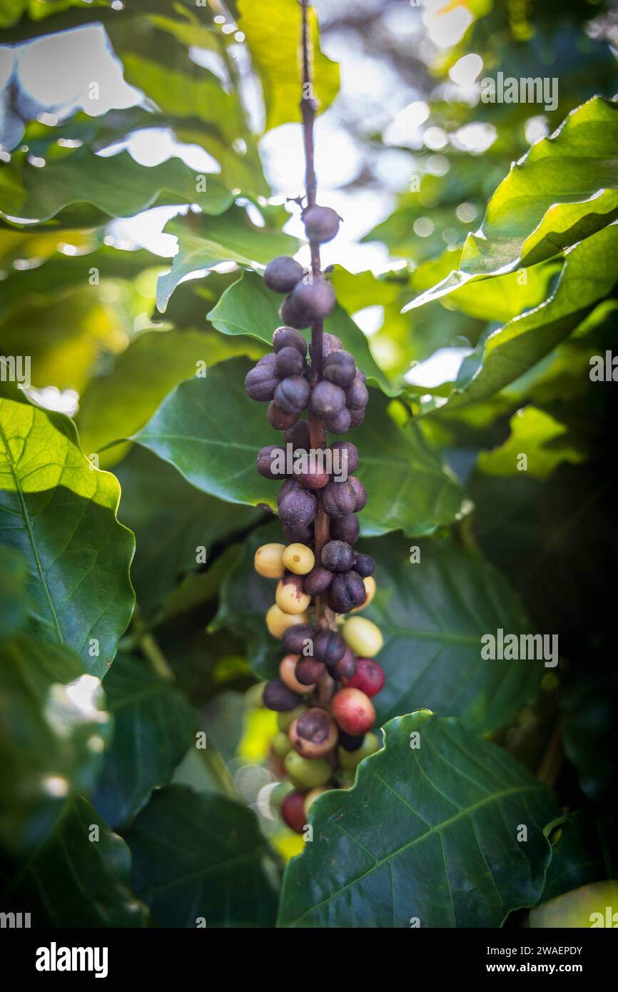A close-up of a cluster of sick coffee beans growing on a vine in the ...