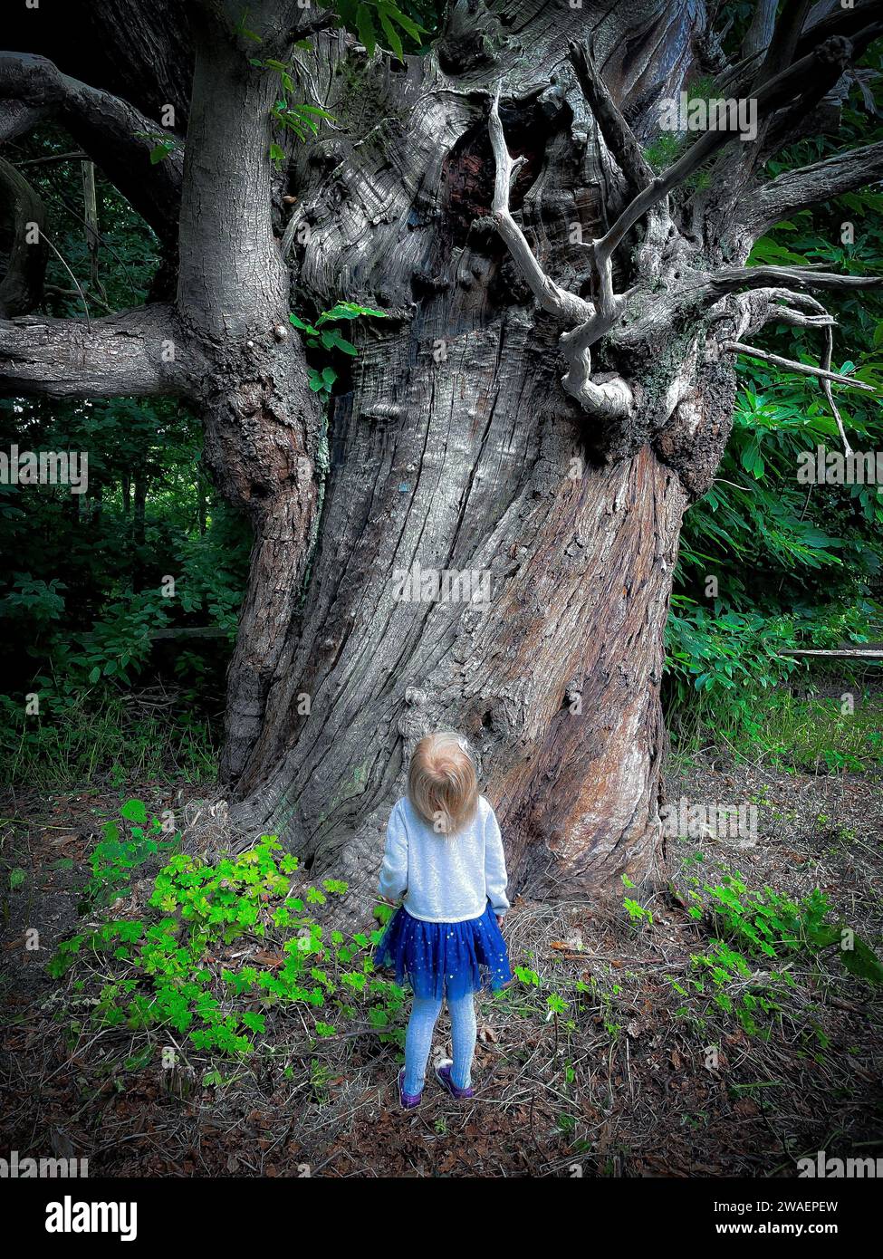 A small young child looks up at a gnarled old ancient tree Stock Photo ...
