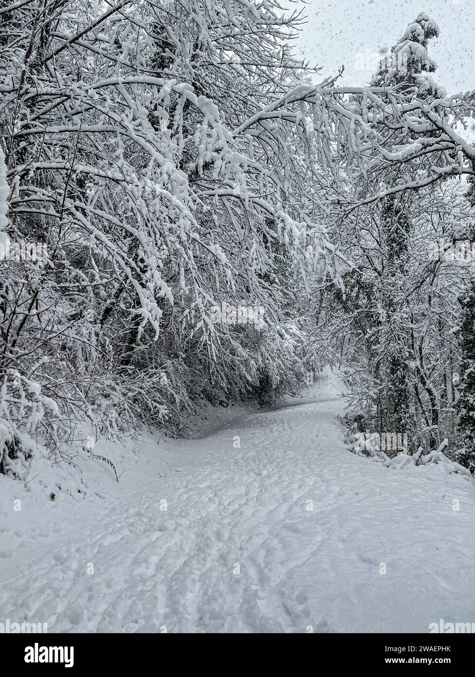 Road in forest during snowfall hi-res stock photography and images - Alamy