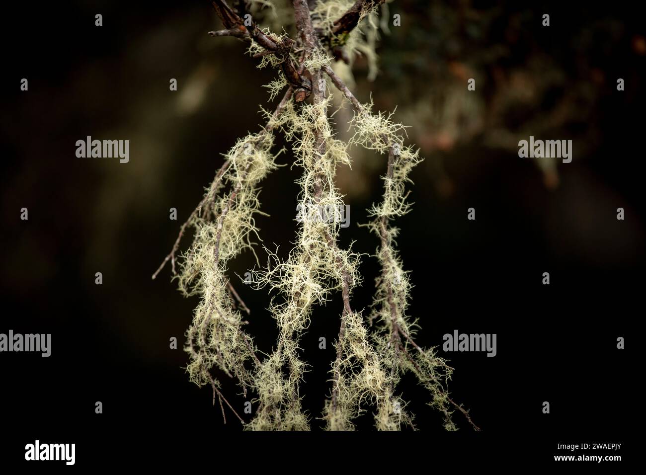 Thick tree branch hi-res stock photography and images - Alamy