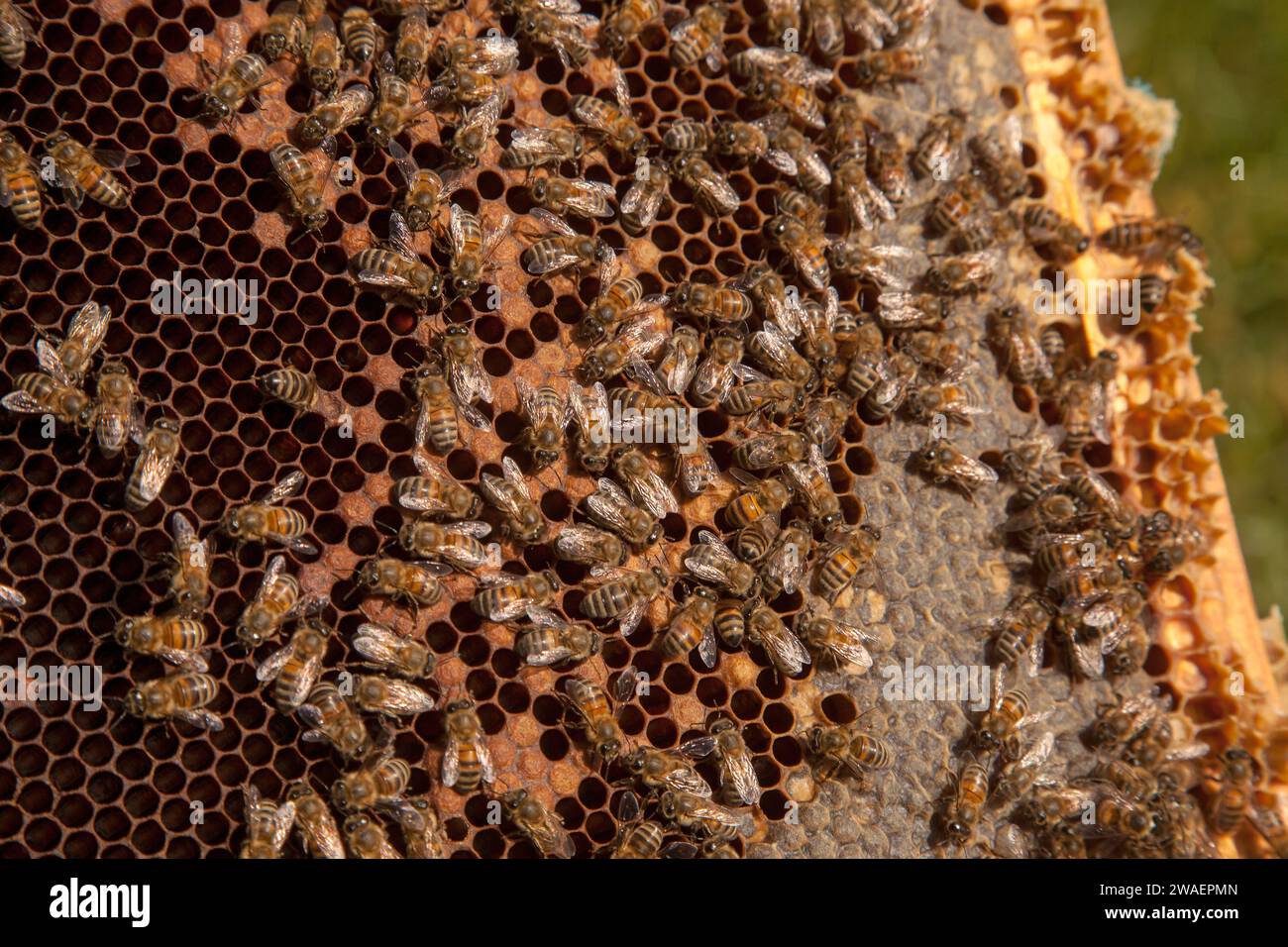 Frames of a beehive. Busy bees inside the hive with open and sealed ...