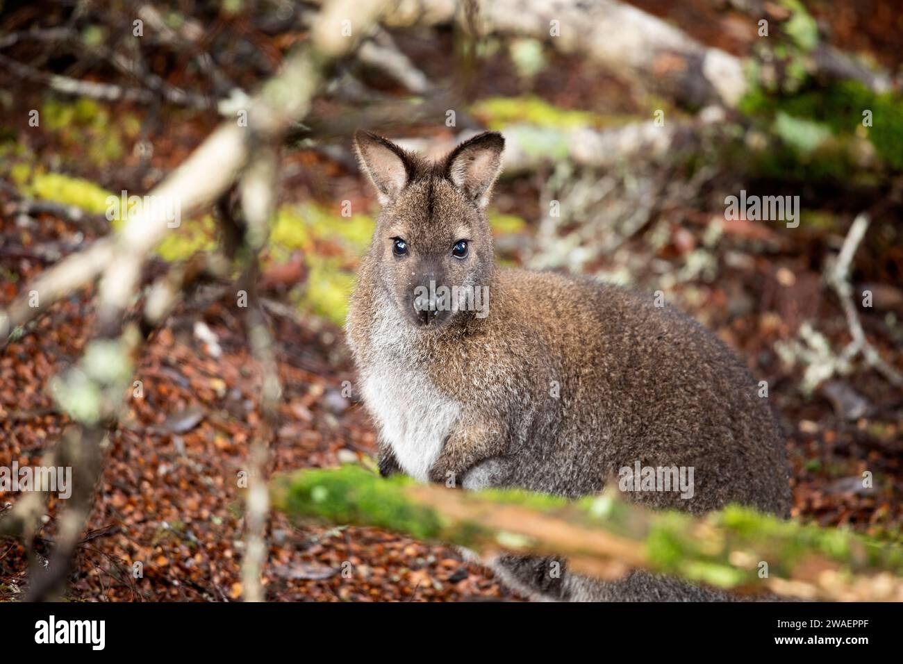 Wallaby in the woods hi-res stock photography and images - Alamy