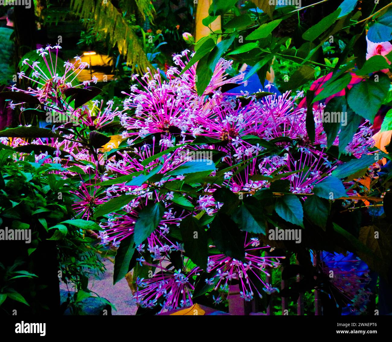 Outdoor garden setting hi-res stock photography and images - Alamy
