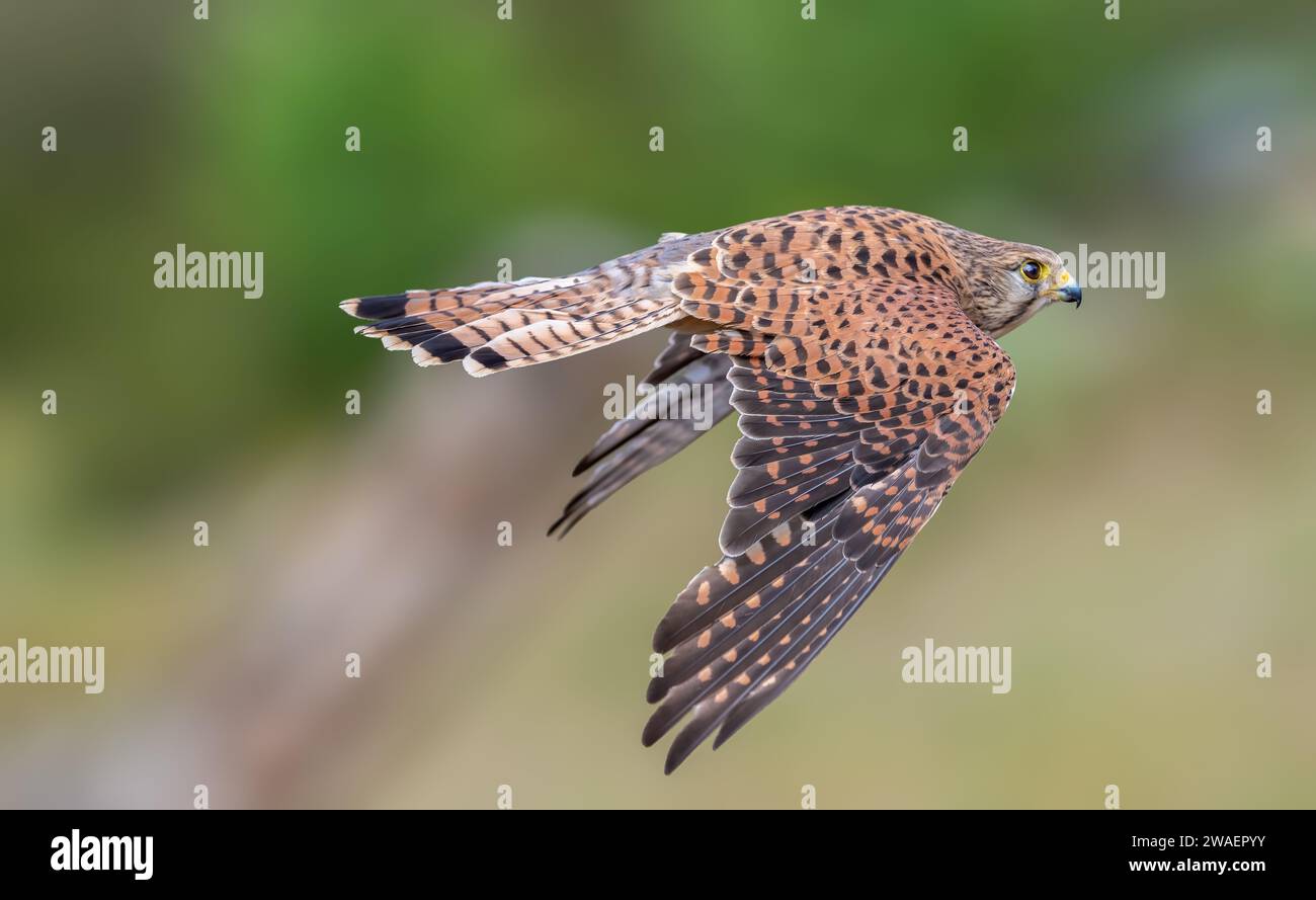 Common kestrel feathers hi-res stock photography and images - Alamy