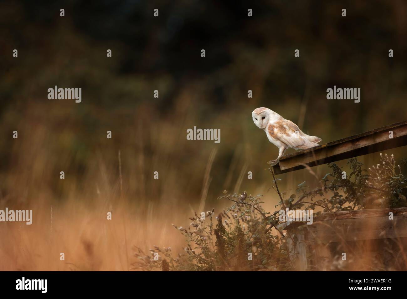 Owl on edge hi-res stock photography and images - Alamy