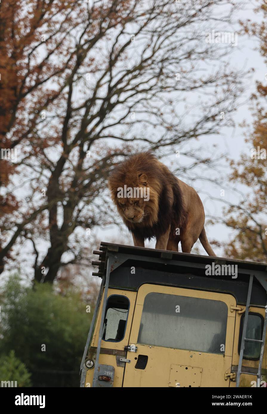 A majestic male lion stands atop a large truck in its natural habitat ...
