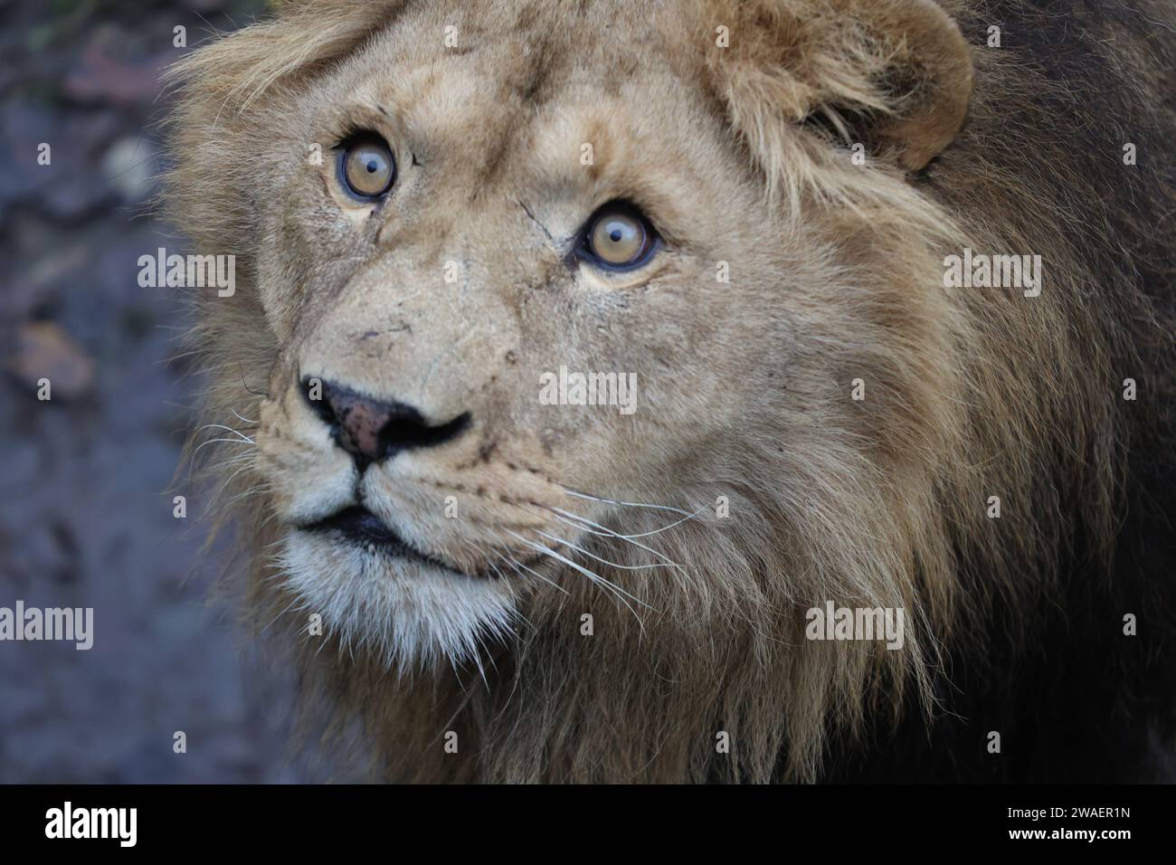A close-up portrait of a powerful male African lion facing the camera ...