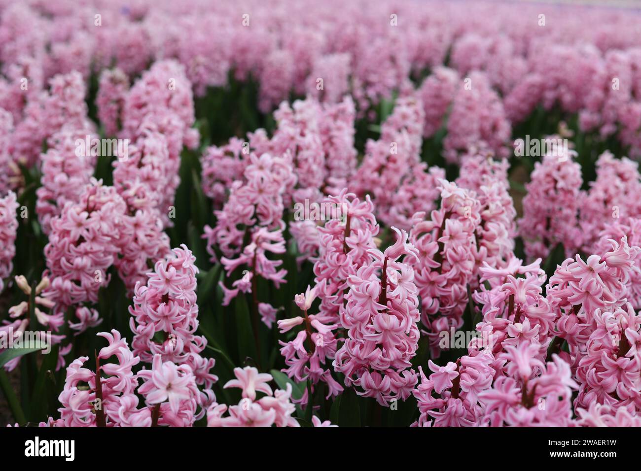 Vibrant array of flowers hi-res stock photography and images - Alamy