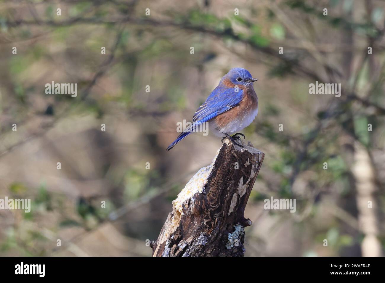 Small blue bird hi-res stock photography and images - Alamy