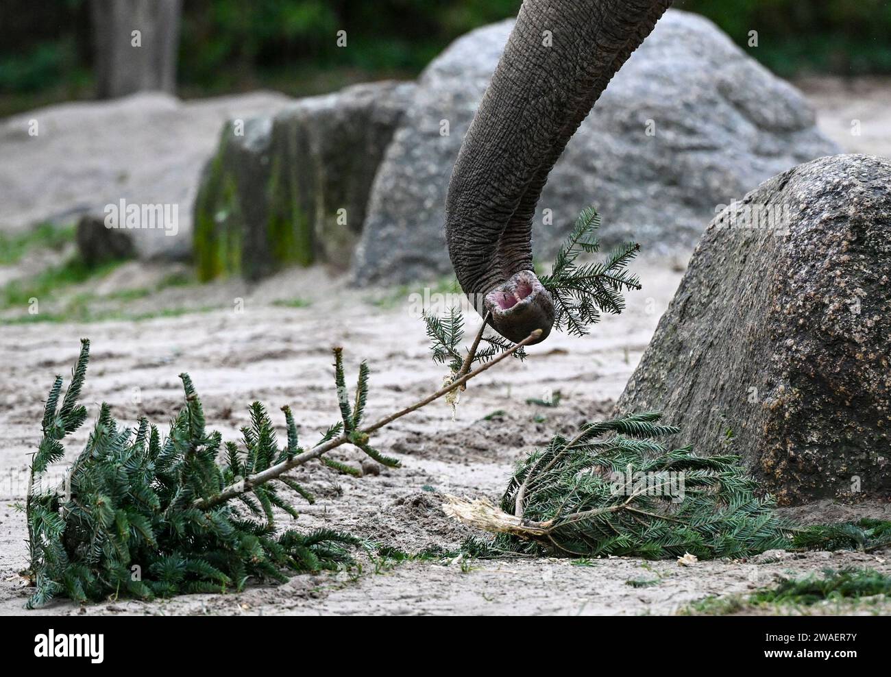 Asian elephant tree branch hi-res stock photography and images - Alamy