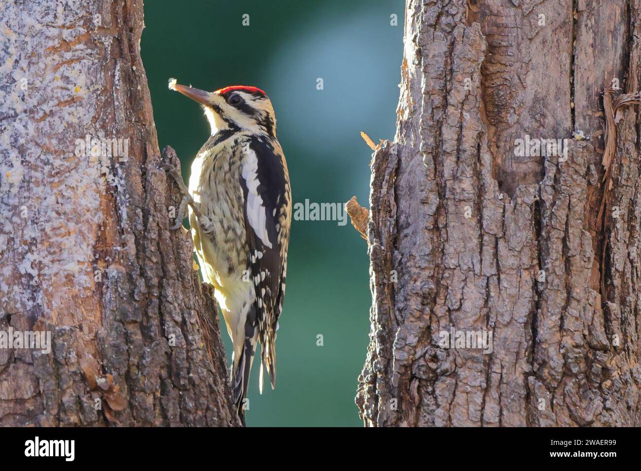A small brown bird stands atop a tree stump, gazing down in ...
