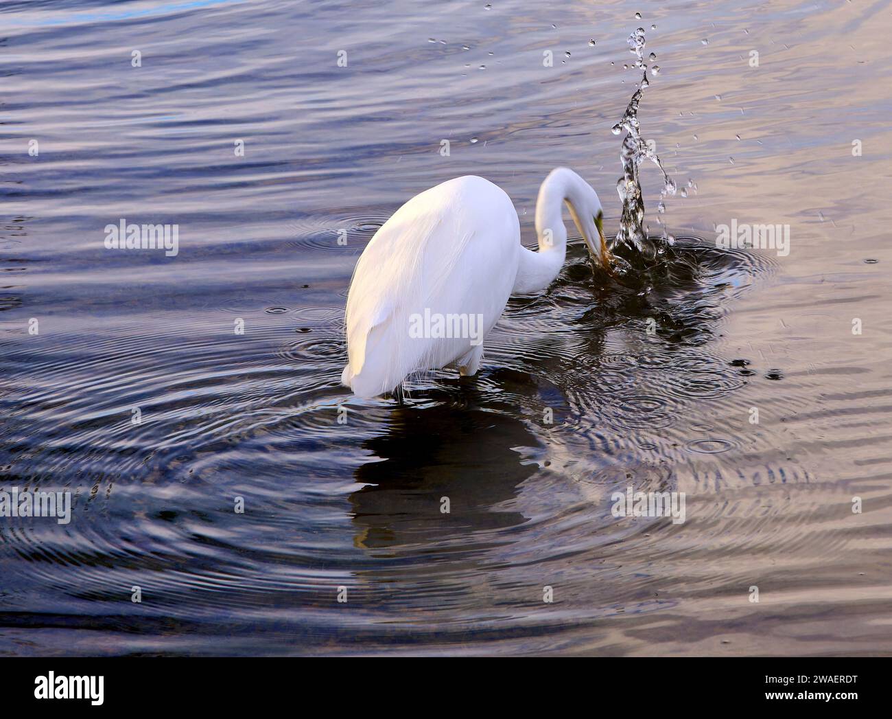 Dynamic capture of a great egret in action, its head plunged into the ...