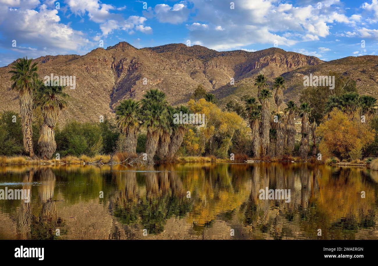 Tranquil waters mirror the fall colors and towering palms at Agua ...